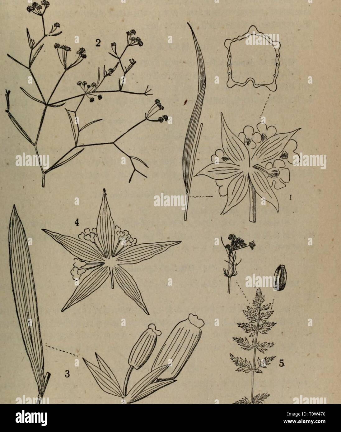 dong bei zhi wu jian Stock Photo - Alamy