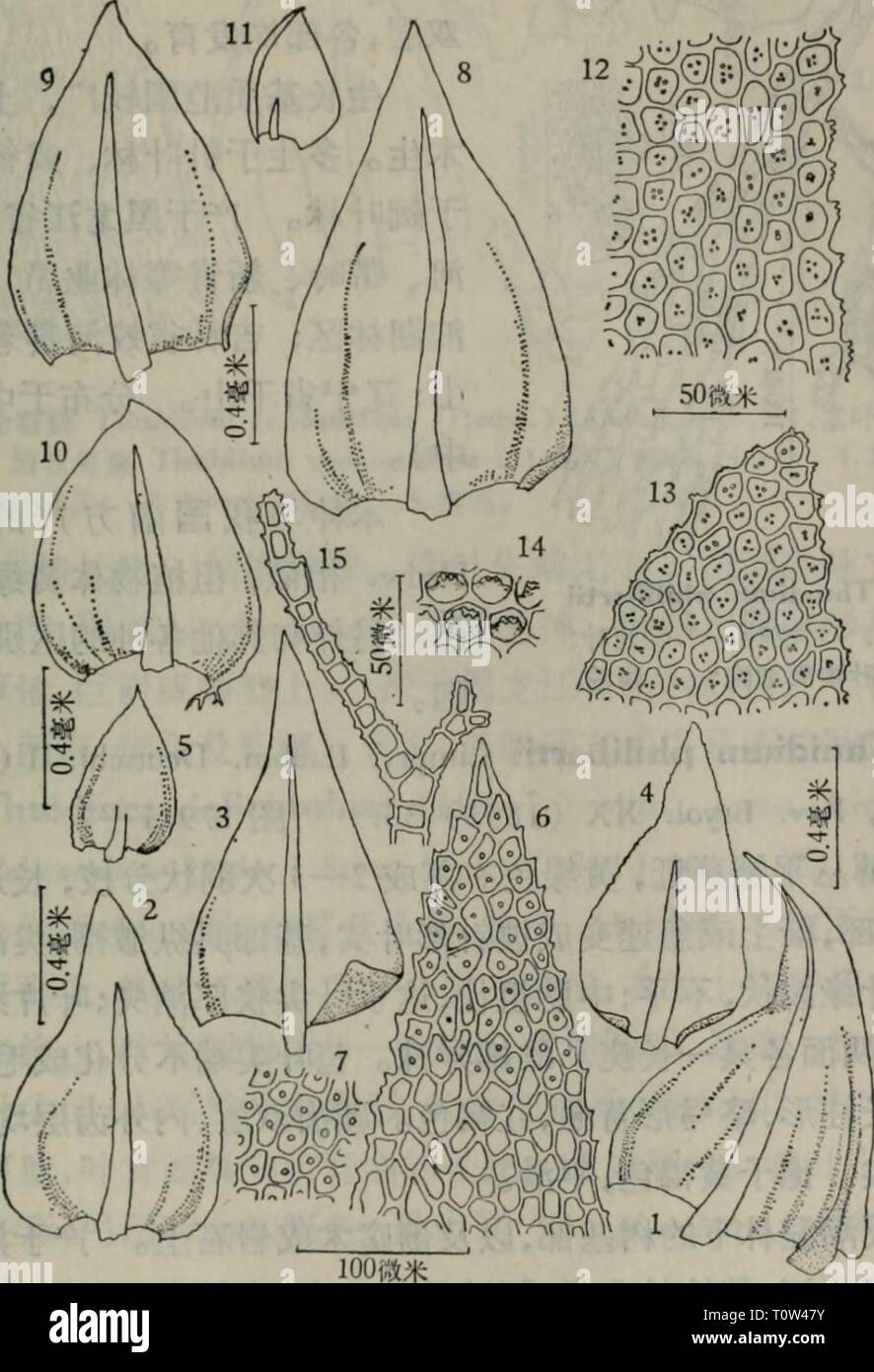 Lei bei hi-res stock photography and images - Alamy