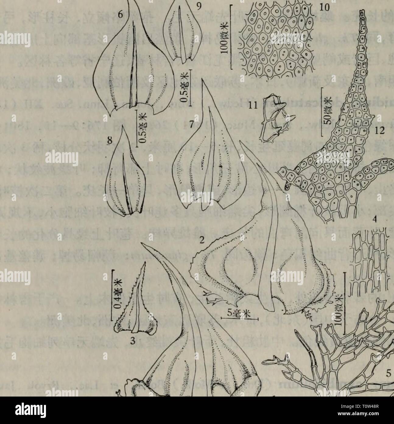 dong bei xian lei zhi Stock Photo - Alamy