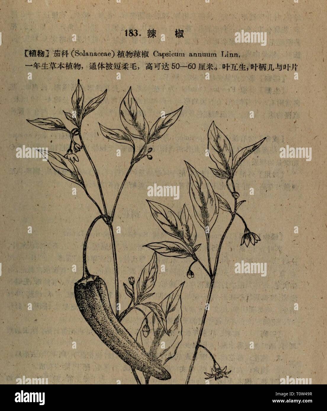 dong bei zhi wu yao Stock Photo - Alamy