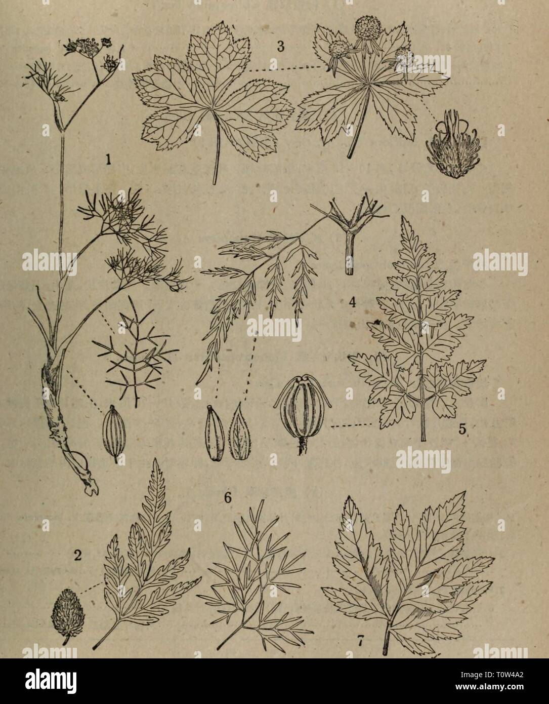 dong bei zhi wu jian Stock Photo - Alamy