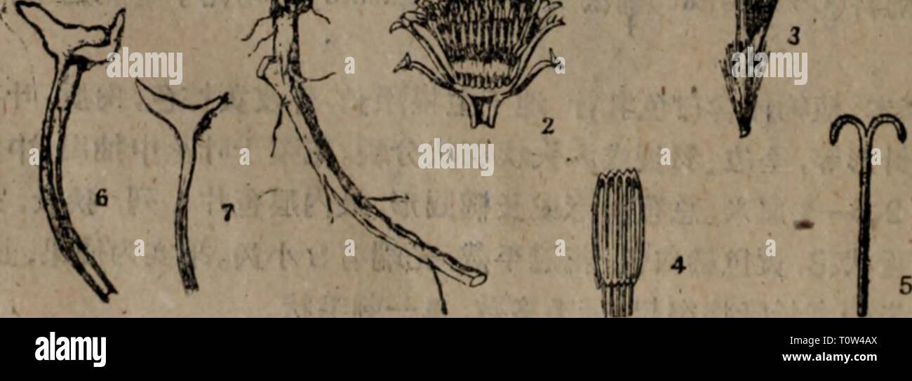 dong bei zhi wu yao Stock Photo - Alamy