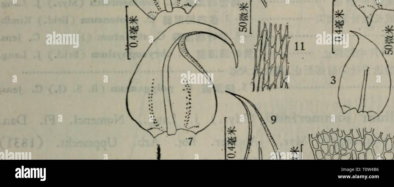 dong bei xian lei zhi Stock Photo - Alamy