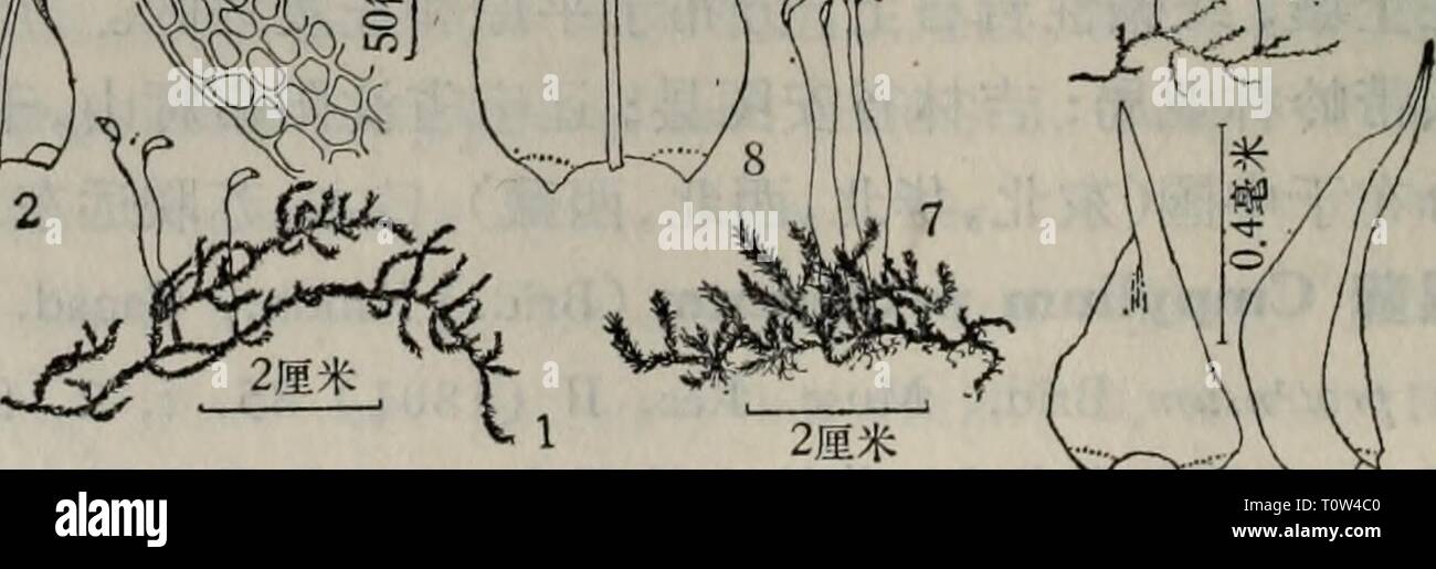 dong bei xian lei zhi Stock Photo - Alamy