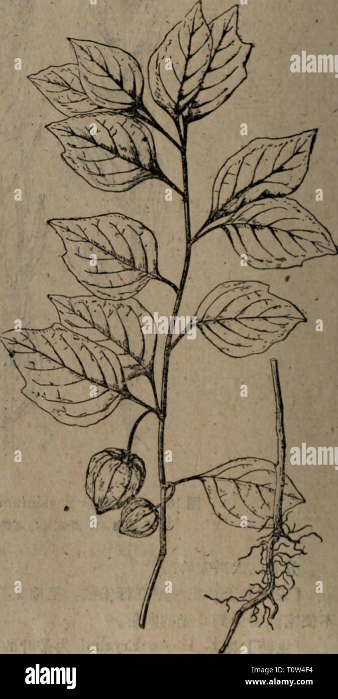 dong bei zhi wu yao Stock Photo - Alamy