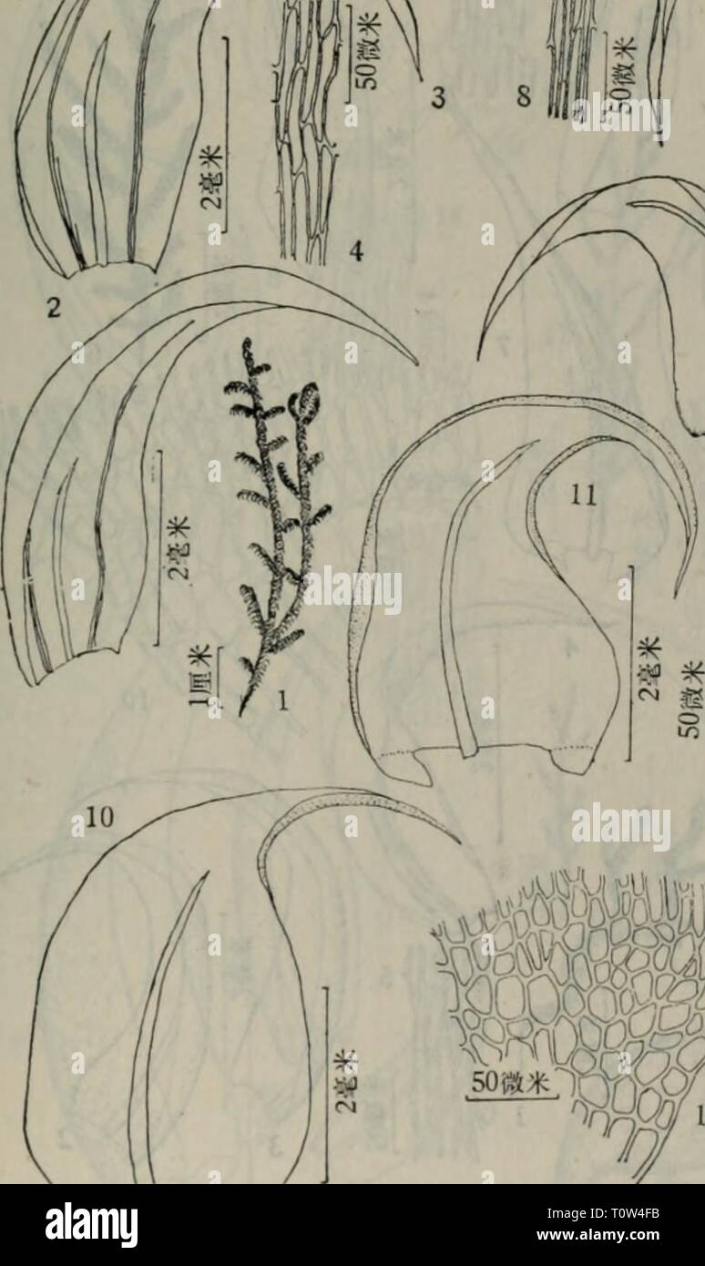dong bei xian lei zhi Stock Photo - Alamy