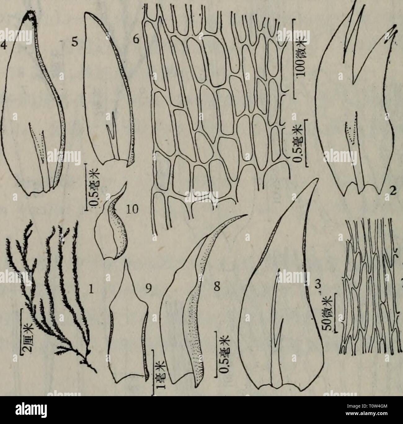 dong bei xian lei zhi Stock Photo - Alamy