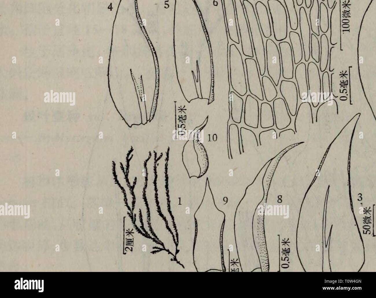 dong bei xian lei zhi Stock Photo - Alamy