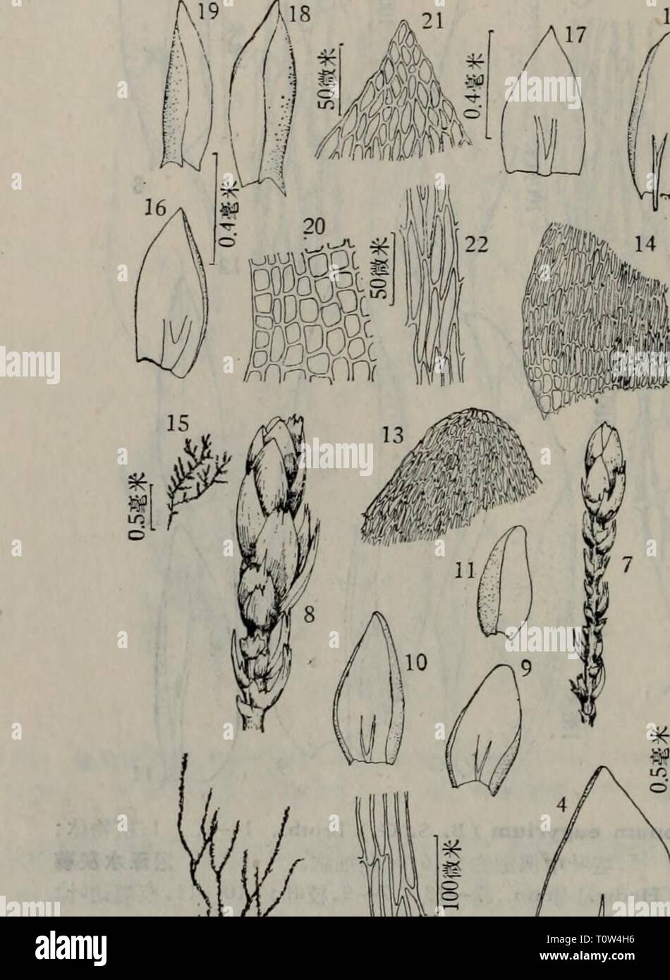 dong bei xian lei zhi Stock Photo - Alamy