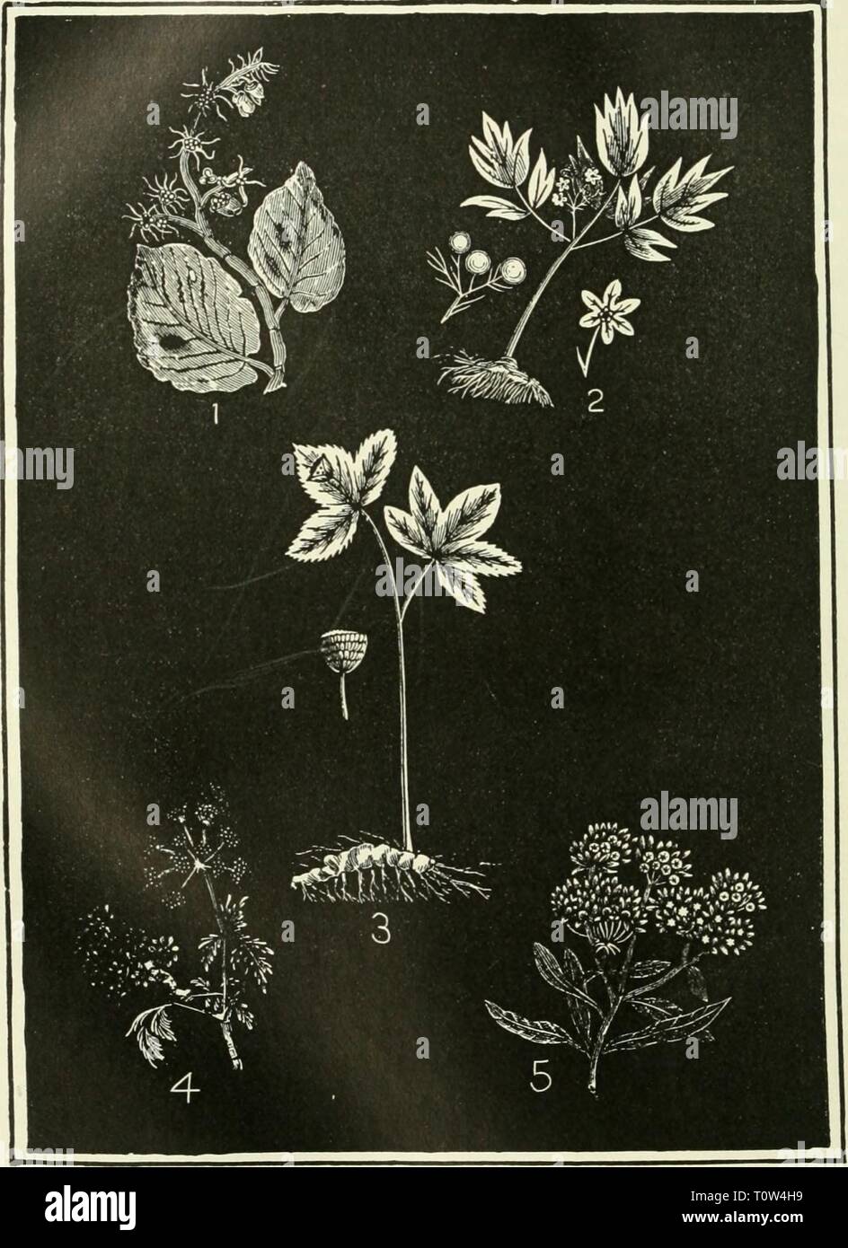 Dr Chase's third, last and Stock Photo - Alamy