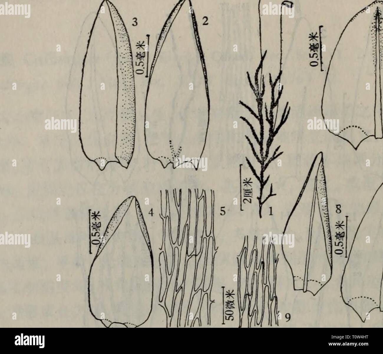 dong bei xian lei zhi Stock Photo - Alamy