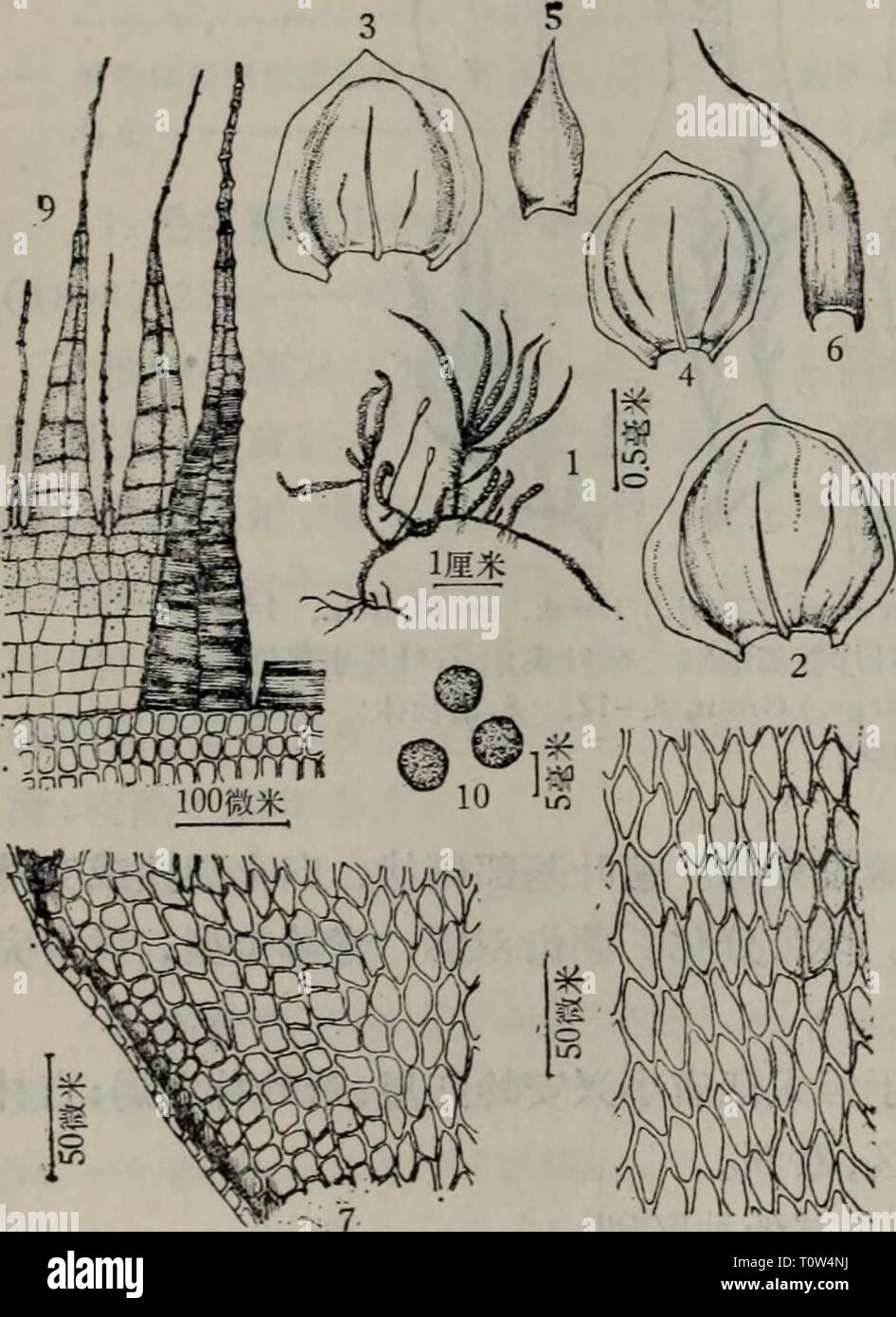 Lei bei hi-res stock photography and images - Alamy