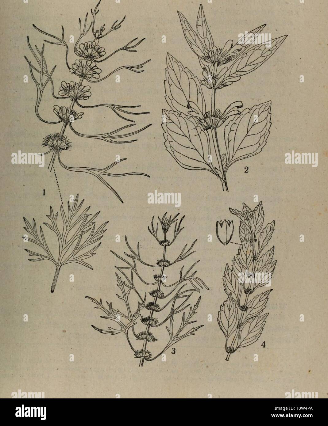 dong bei zhi wu jian Stock Photo - Alamy