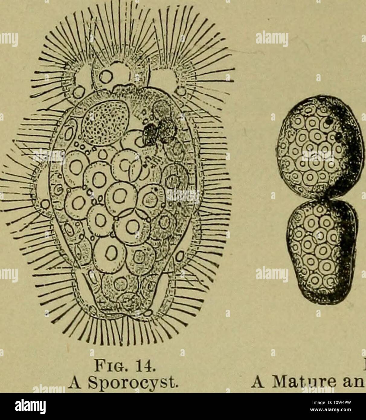 Sheep abdomen hi-res stock photography and images - Alamy