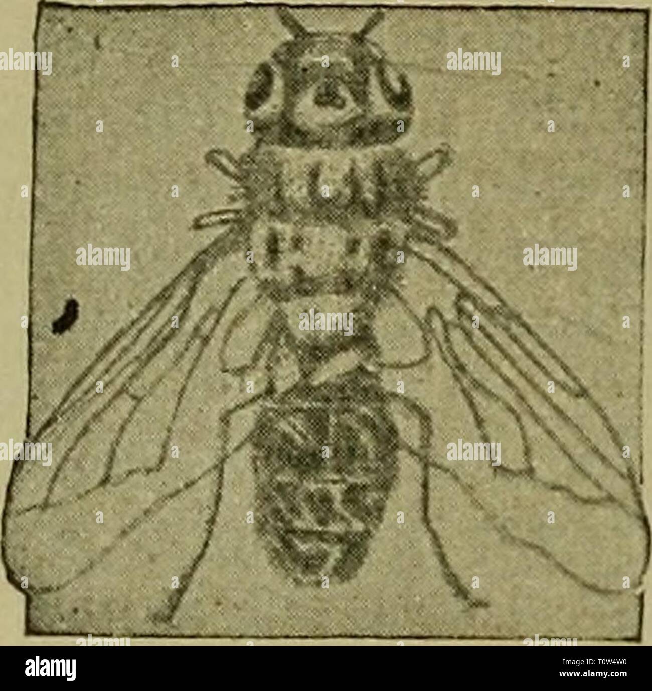 Sheep maggot fly hi-res stock photography and images - Alamy