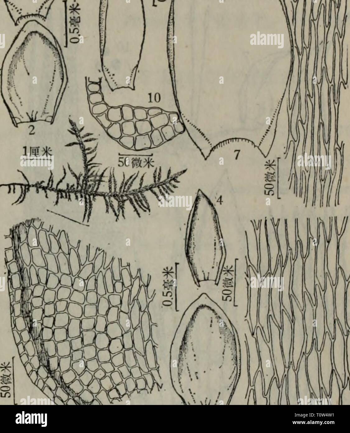 dong bei xian lei zhi Stock Photo - Alamy