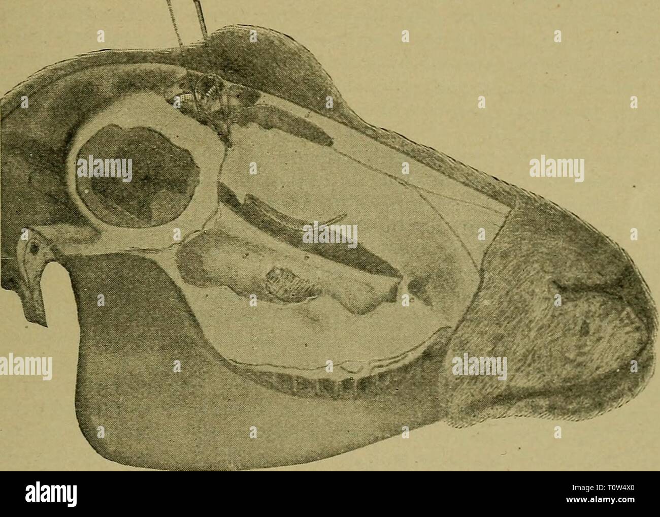 Bleeding sheep in hi-res stock photography and images - Alamy