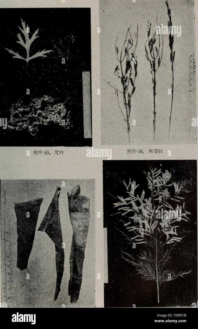 dong bei zhi wu yao dong bei zhi wu yao tu zhi dongbeizhiwuyaot00xiao ...