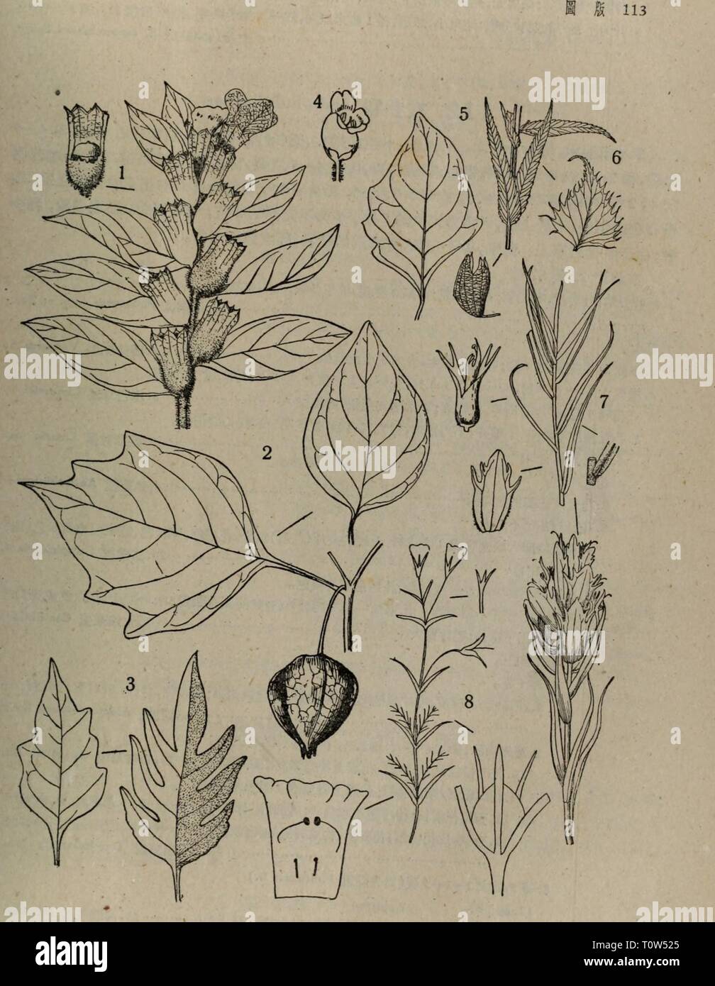 dong bei zhi wu jian Stock Photo - Alamy