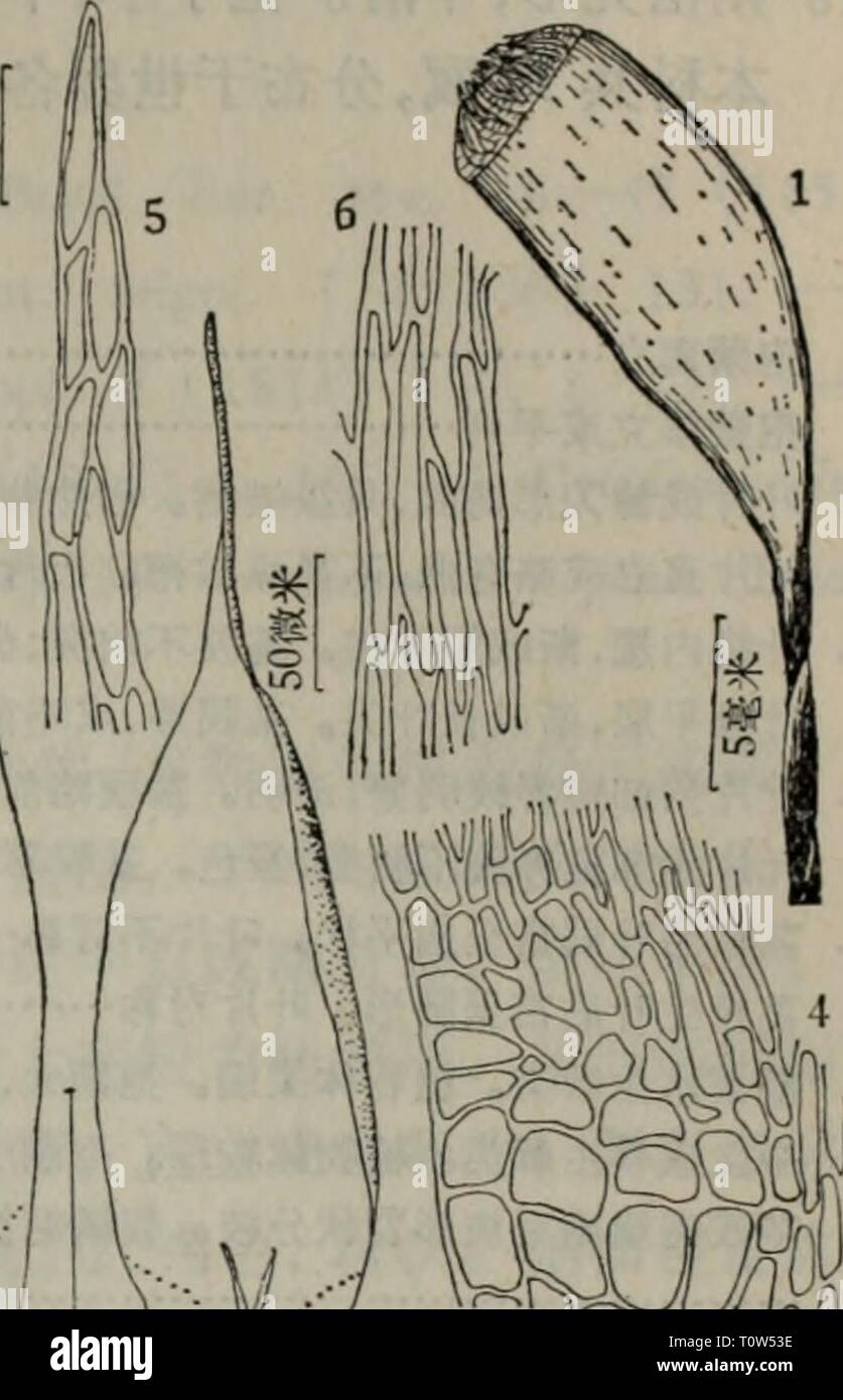 dong bei xian lei zhi Stock Photo - Alamy