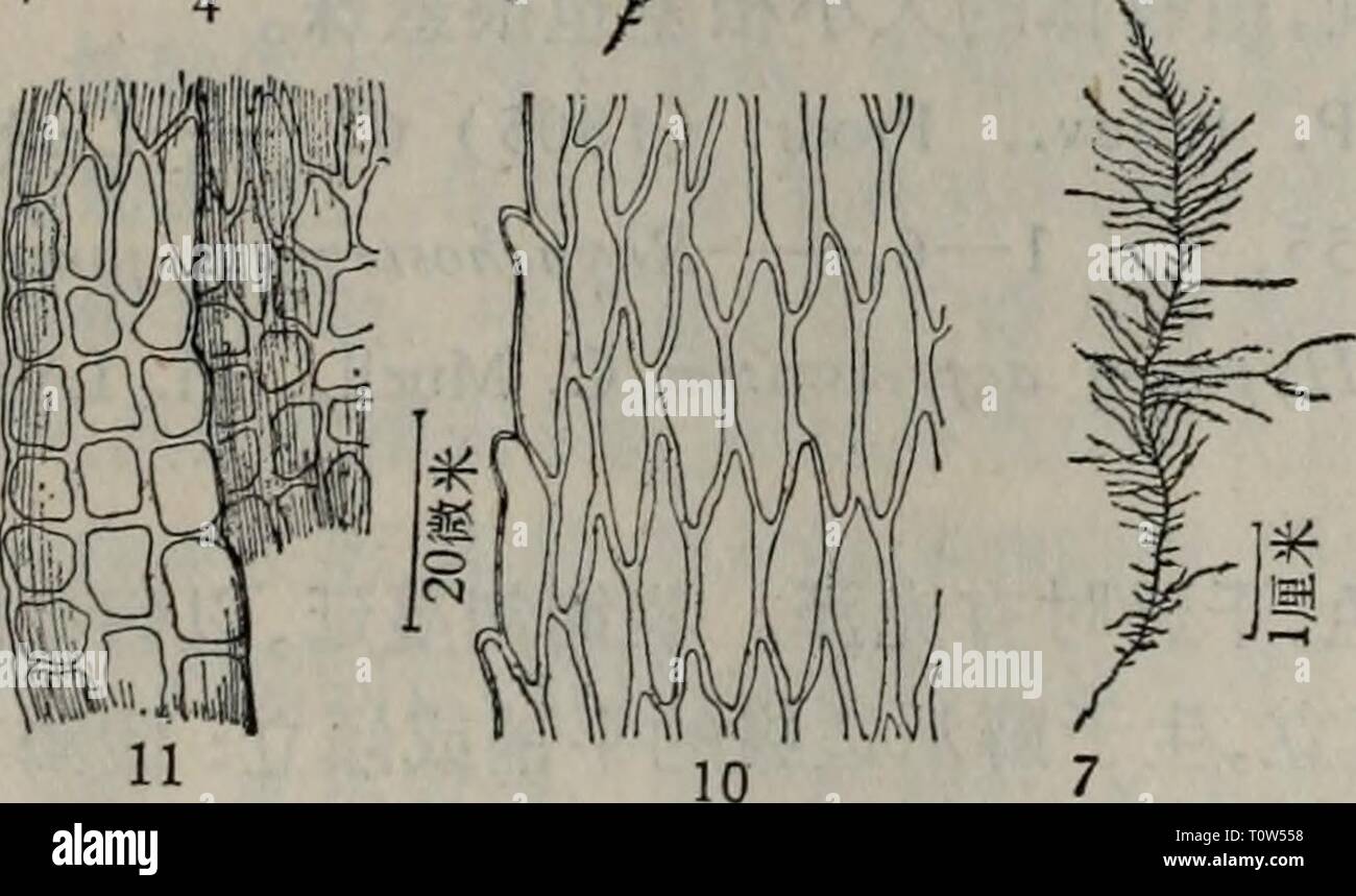 dong bei xian lei zhi Stock Photo - Alamy