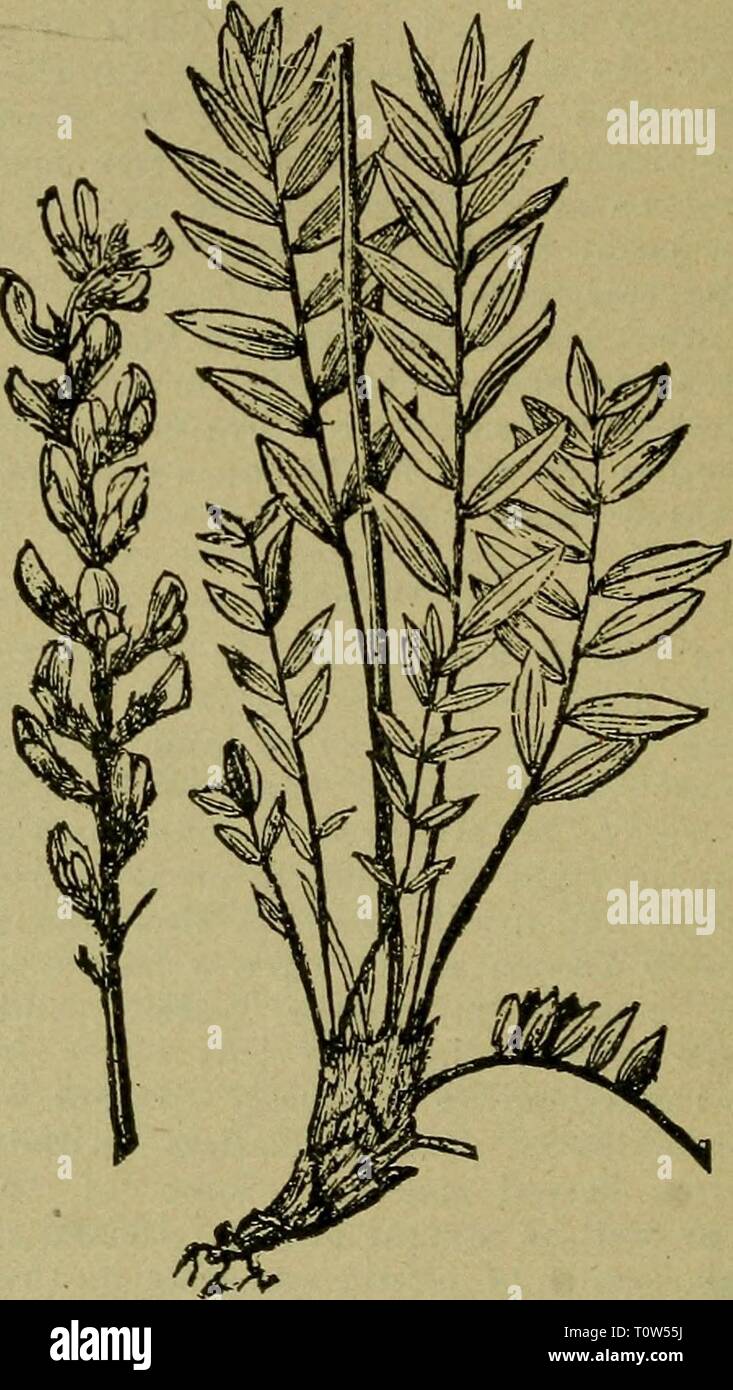 Loco weed hi-res stock photography and images - Alamy