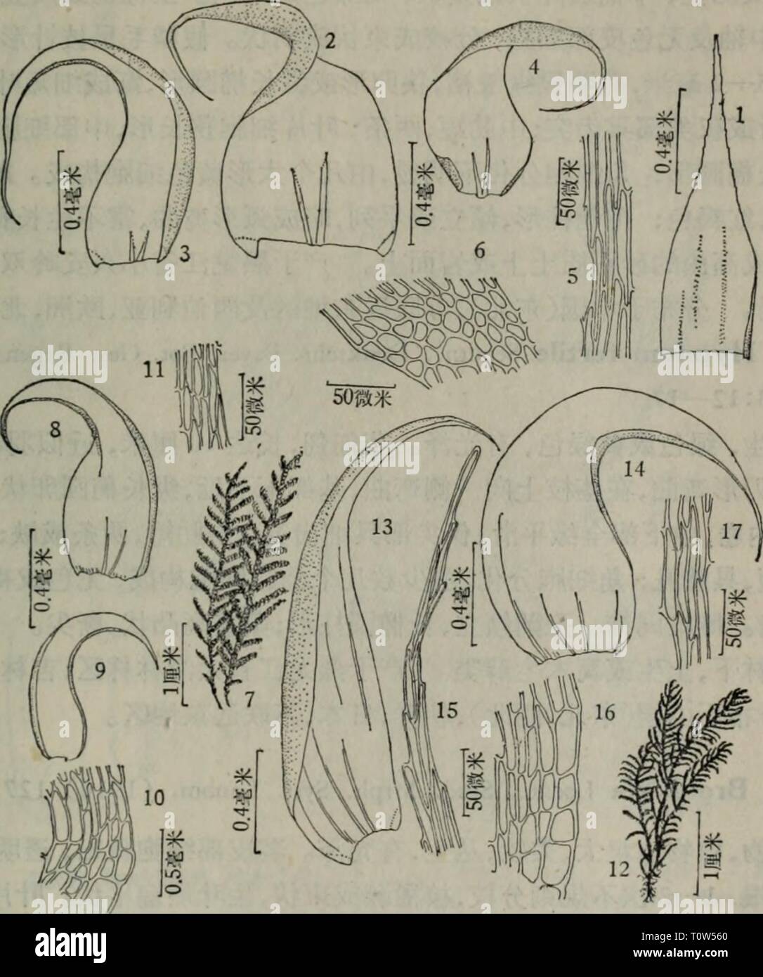 dong bei xian lei zhi Stock Photo - Alamy