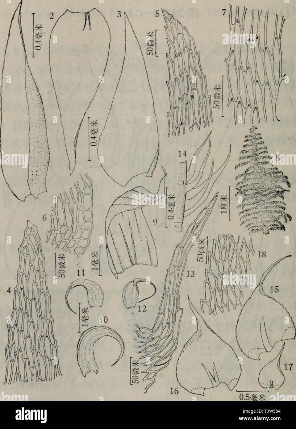 dong bei xian lei zhi Stock Photo - Alamy