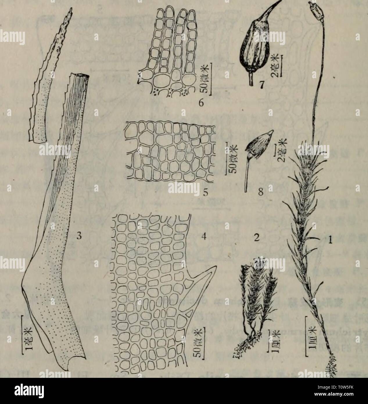 dong bei xian lei zhi Stock Photo - Alamy