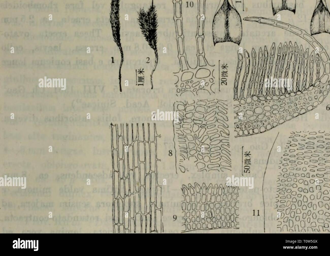 dong bei xian lei zhi Stock Photo - Alamy