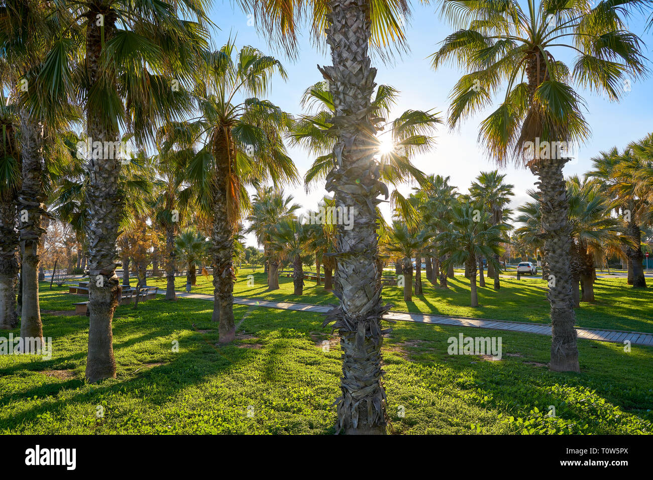 Playa El Pinar beach in Grao de Castellon of Spain palm trees park ...