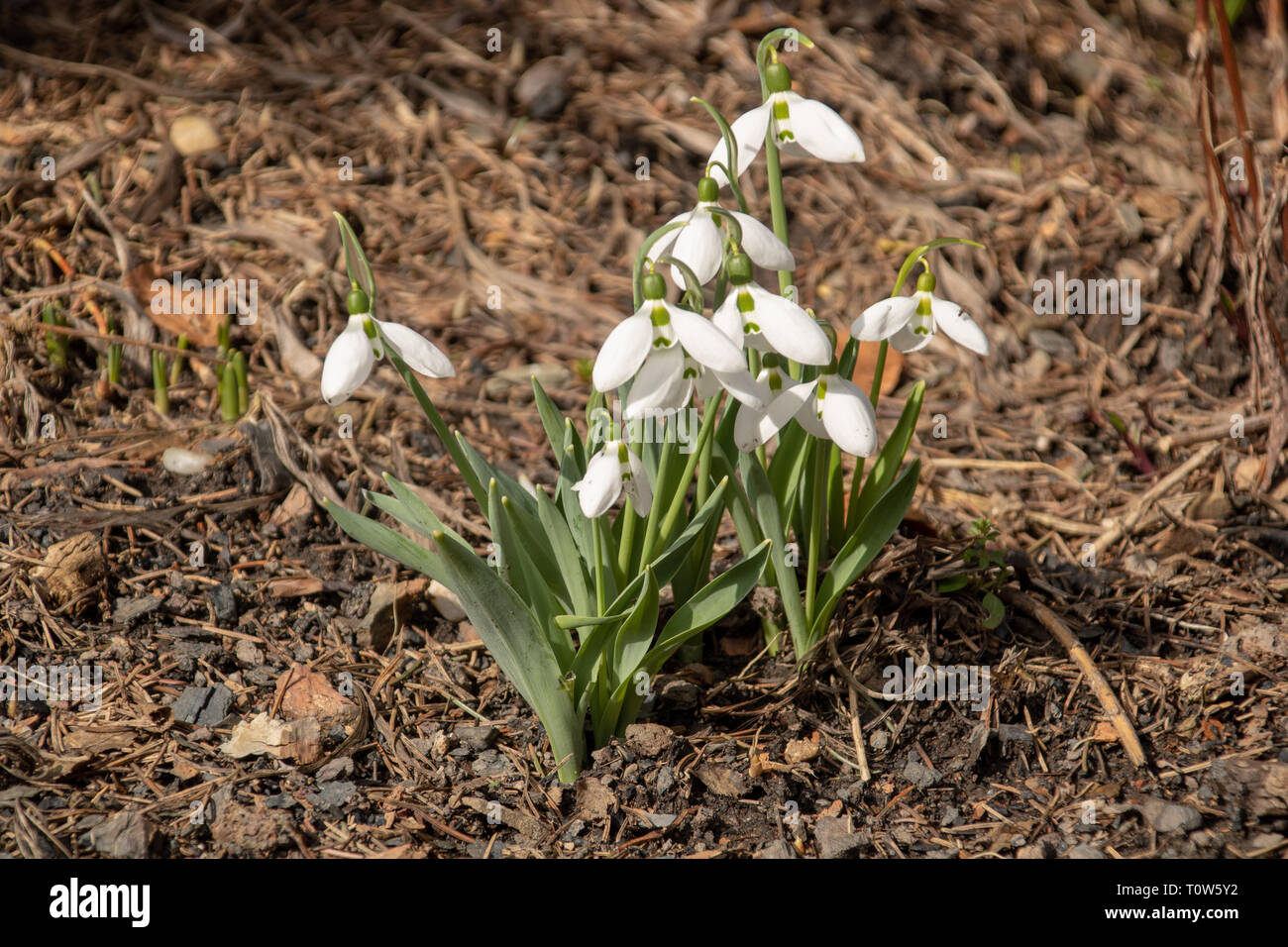 Snowdrops closeup announcing spring Stock Photo - Alamy