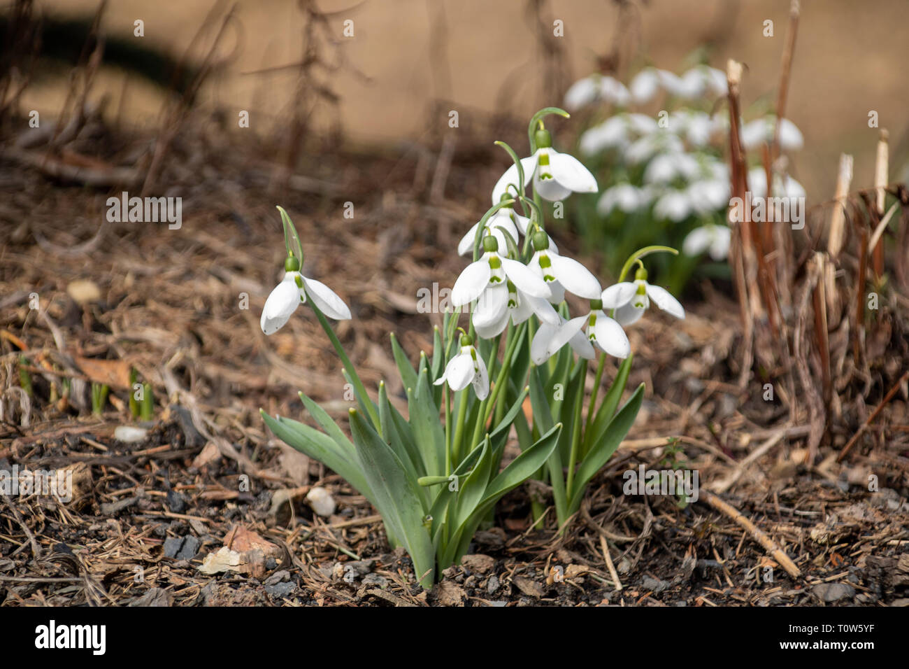 Snowdrops closeup announcing spring hi-res stock photography and images ...