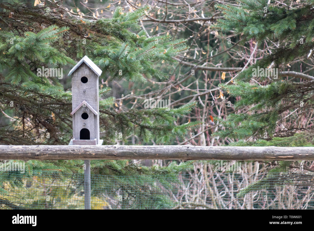 Double grey bird house on a pole in the forest Stock Photo - Alamy