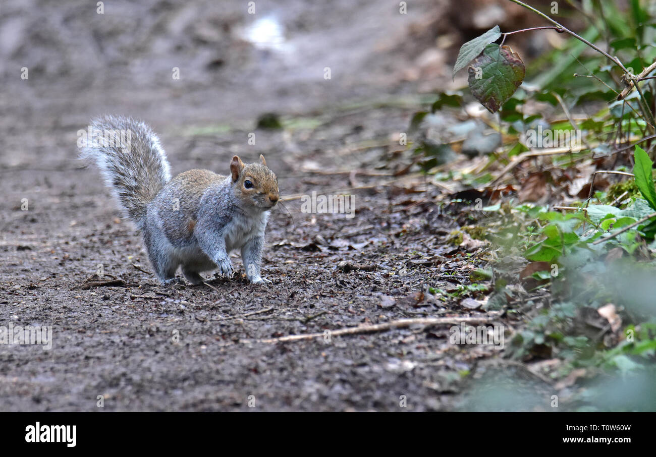 Squirrel walking hi-res stock photography and images - Alamy