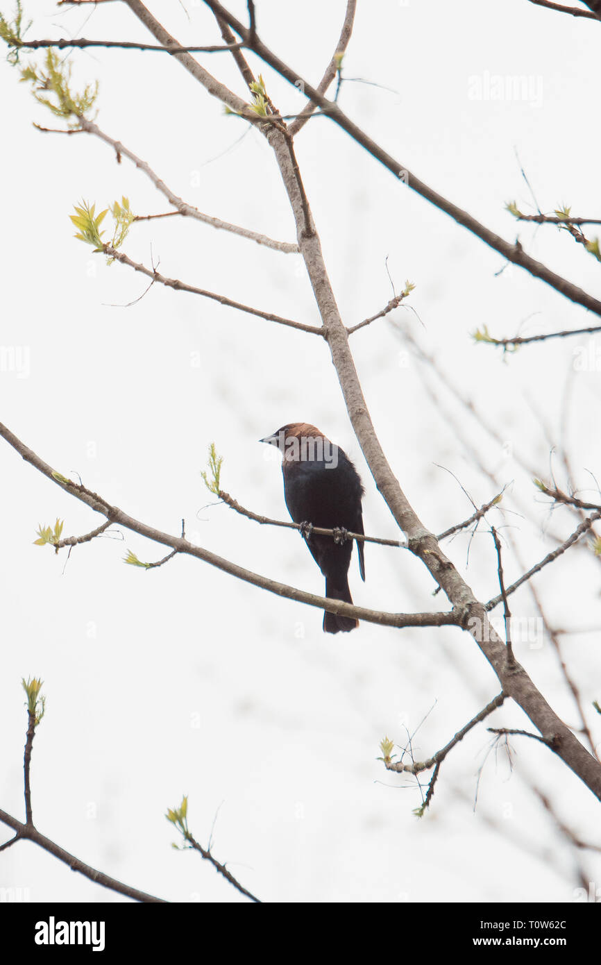 Bird Looking Out Stock Photo - Alamy