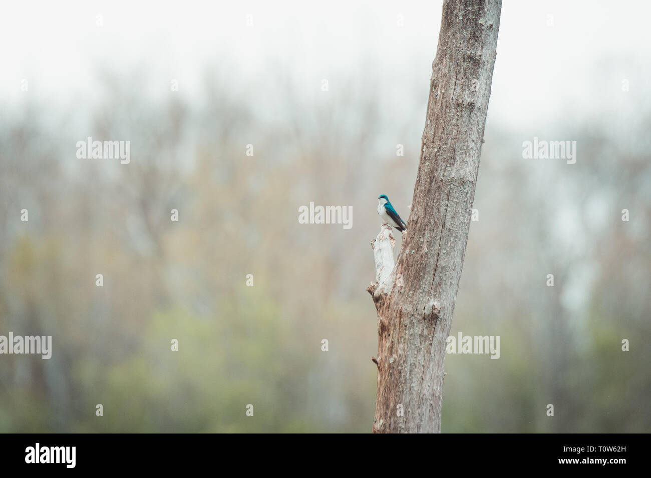 Swallow city hi-res stock photography and images - Alamy