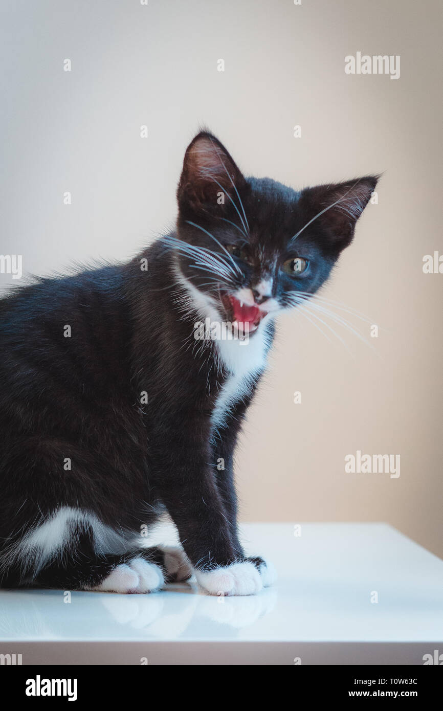 Say meow hi-res stock photography and images - Alamy