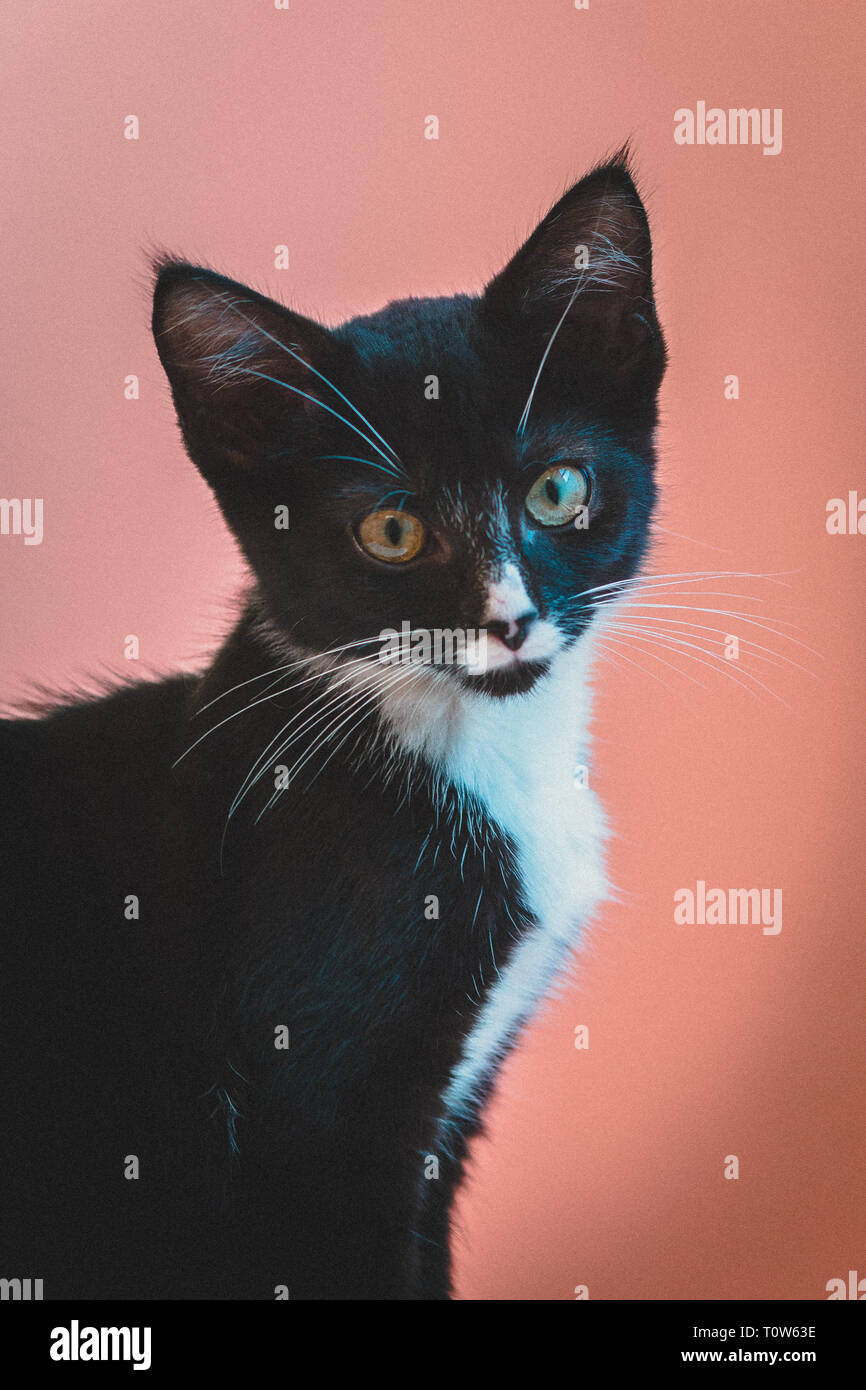 Nala hi-res stock photography and images - Alamy