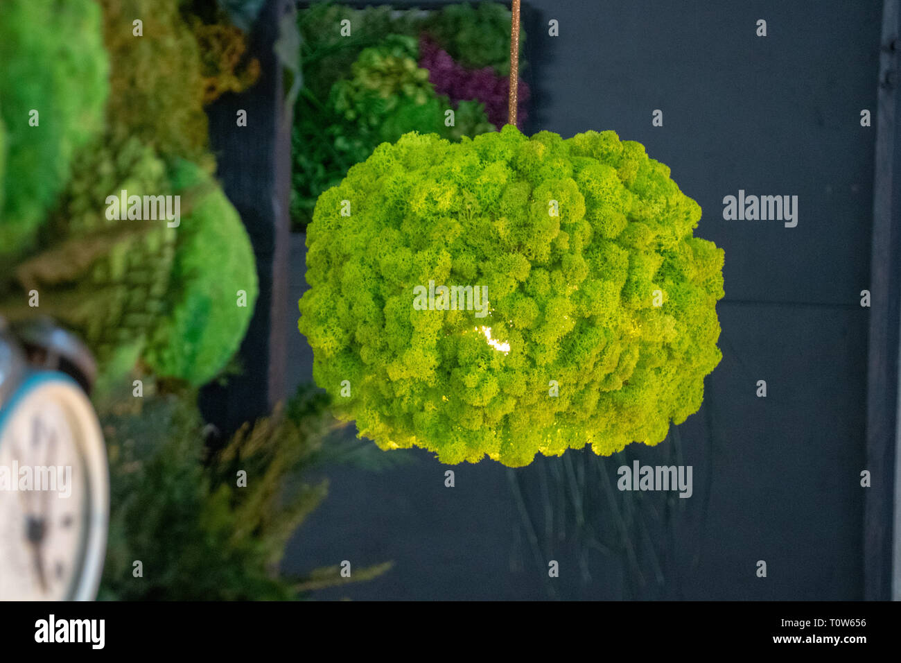 Green alive cloud hanging from the ceiling Stock Photo - Alamy