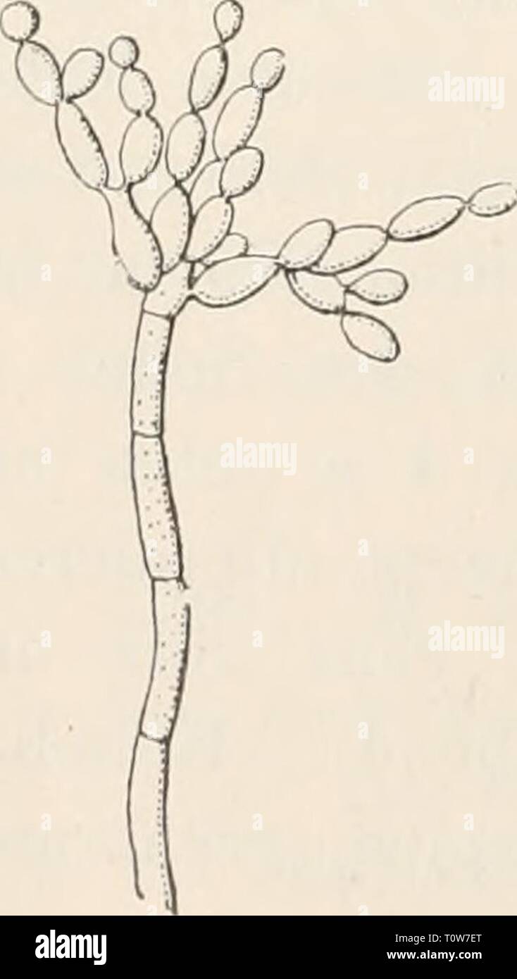 Kryptogamen hi-res stock photography and images - Alamy