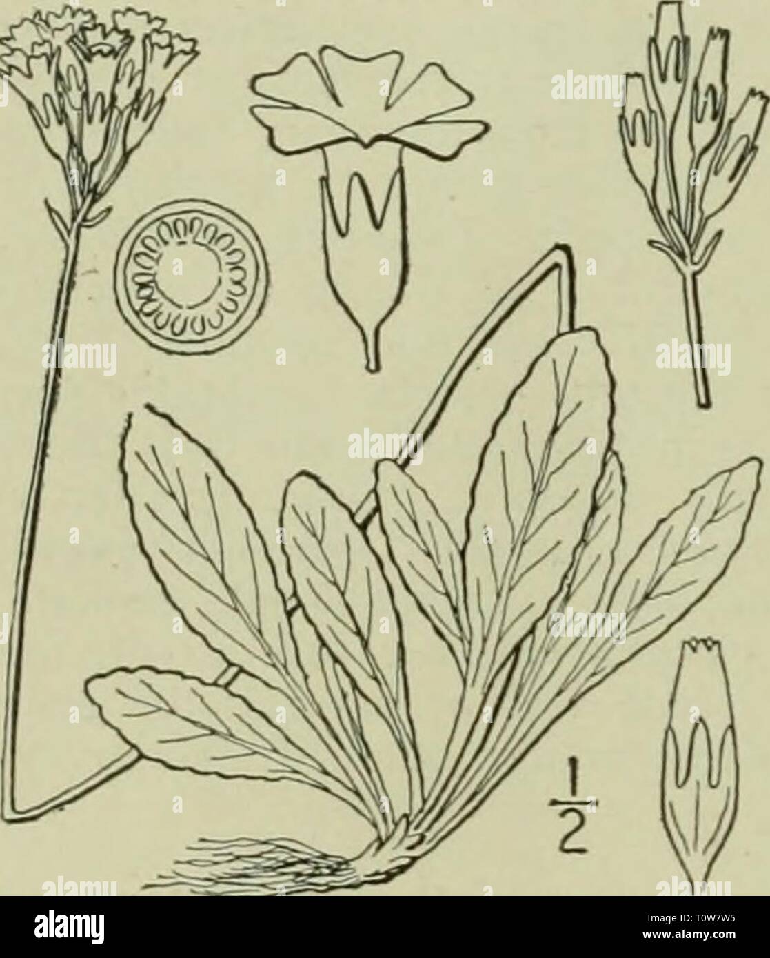 An illustrated flora of the Stock Photo - Alamy