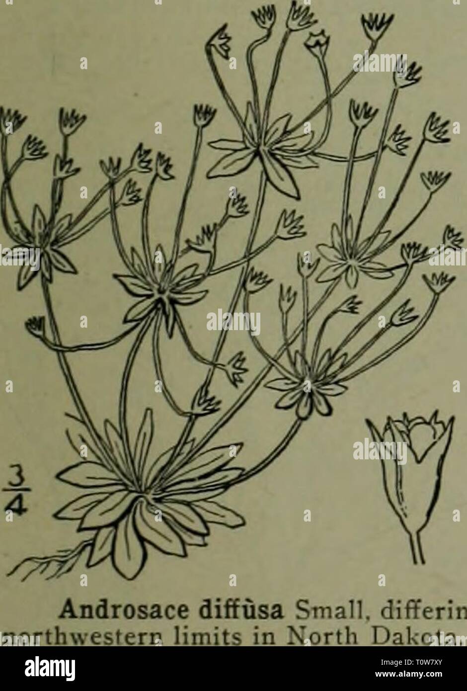 An illustrated flora of the Stock Photo - Alamy