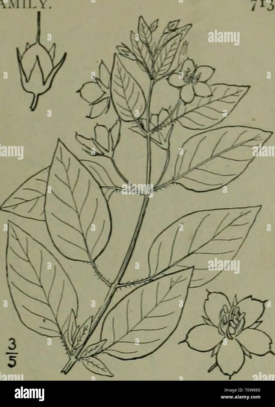 An illustrated flora of the Stock Photo - Alamy