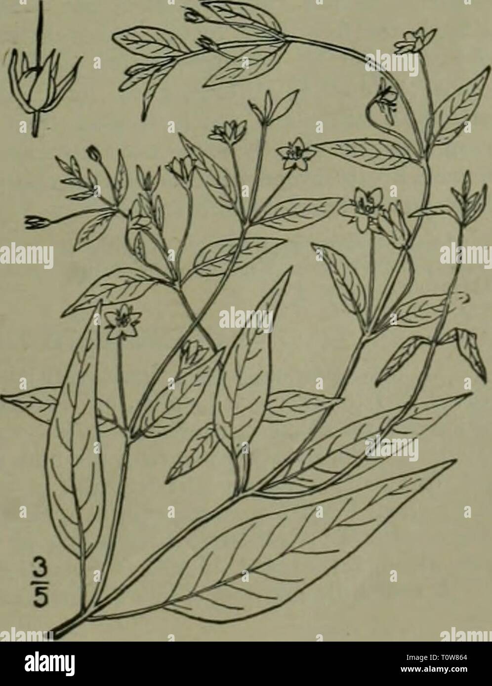 An illustrated flora of the Stock Photo - Alamy