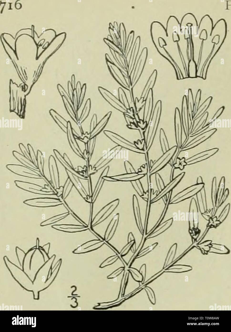 An illustrated flora of the Stock Photo - Alamy