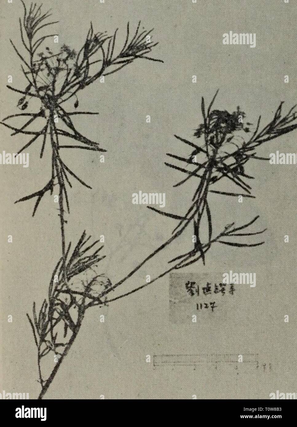 dong bei mu ben zhi dong bei mu ben zhi wu tu zhi ...