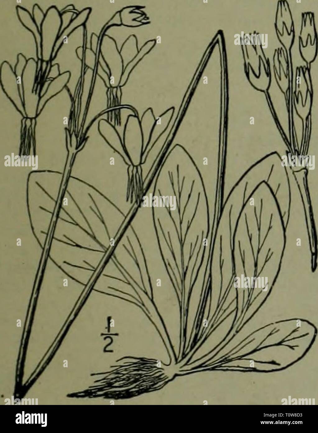 An illustrated flora of the Stock Photo - Alamy