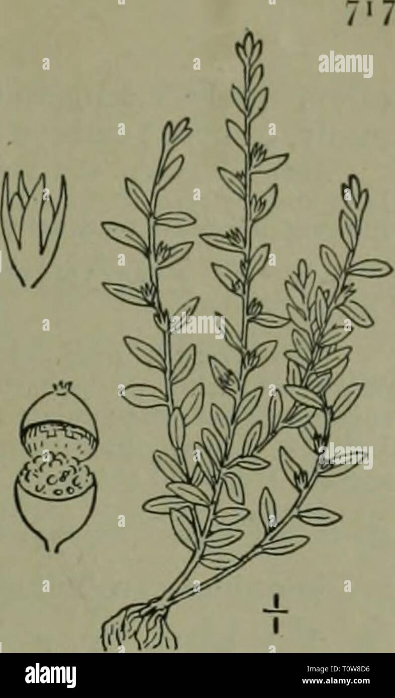 An illustrated flora of the Stock Photo - Alamy