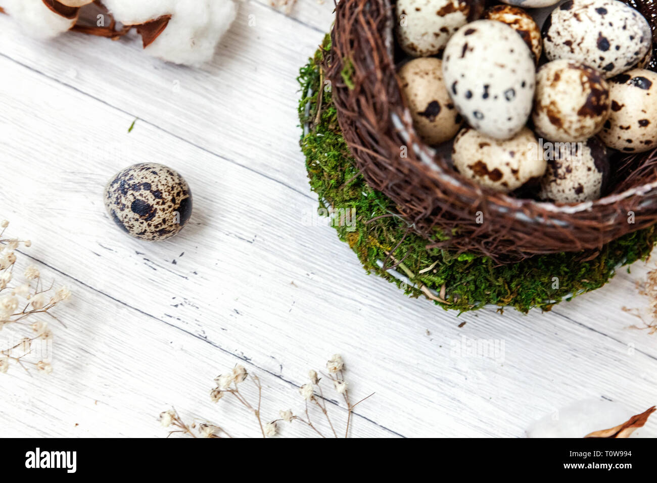 Easter decoration with egg in nest cup and cotton on white wooden ...